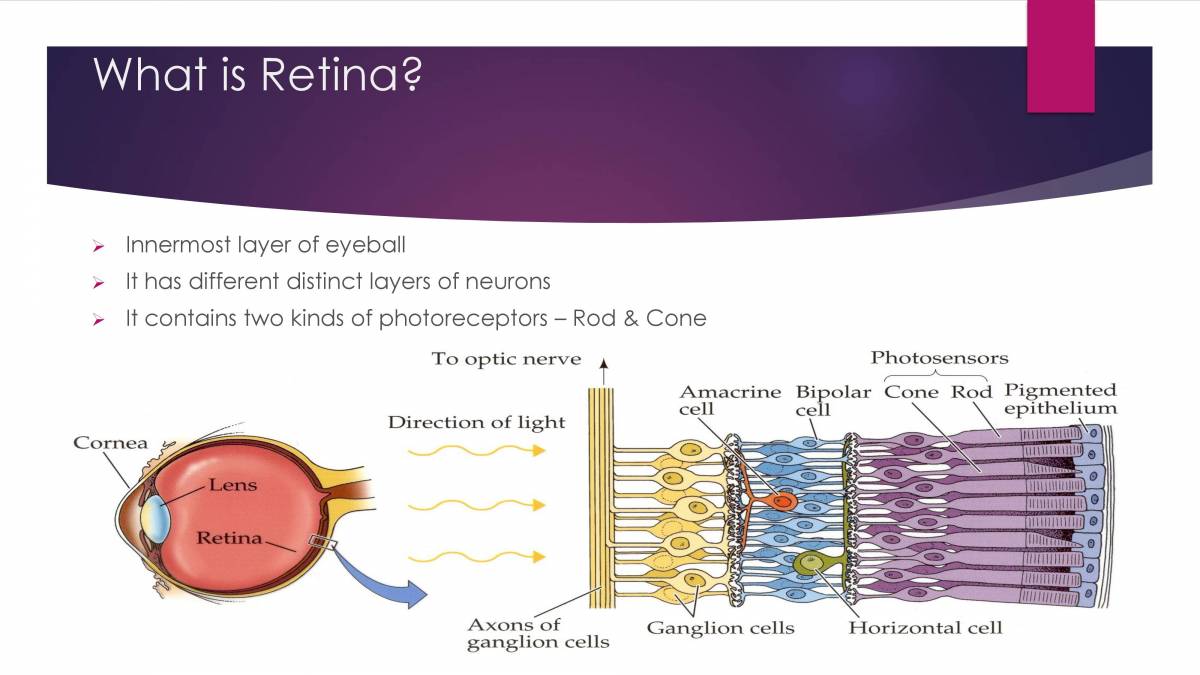 Phototransduction - PowerPoint Slides - LearnPick India