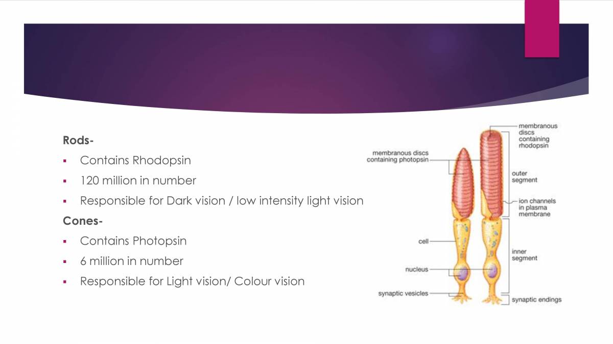 Phototransduction - PowerPoint Slides - LearnPick India