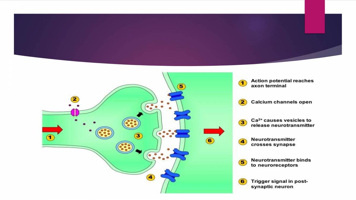 Phototransduction - PowerPoint Slides - LearnPick India
