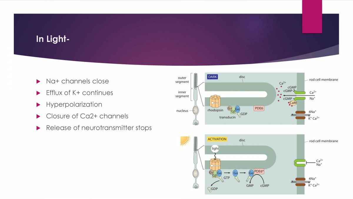 Phototransduction - PowerPoint Slides - LearnPick India