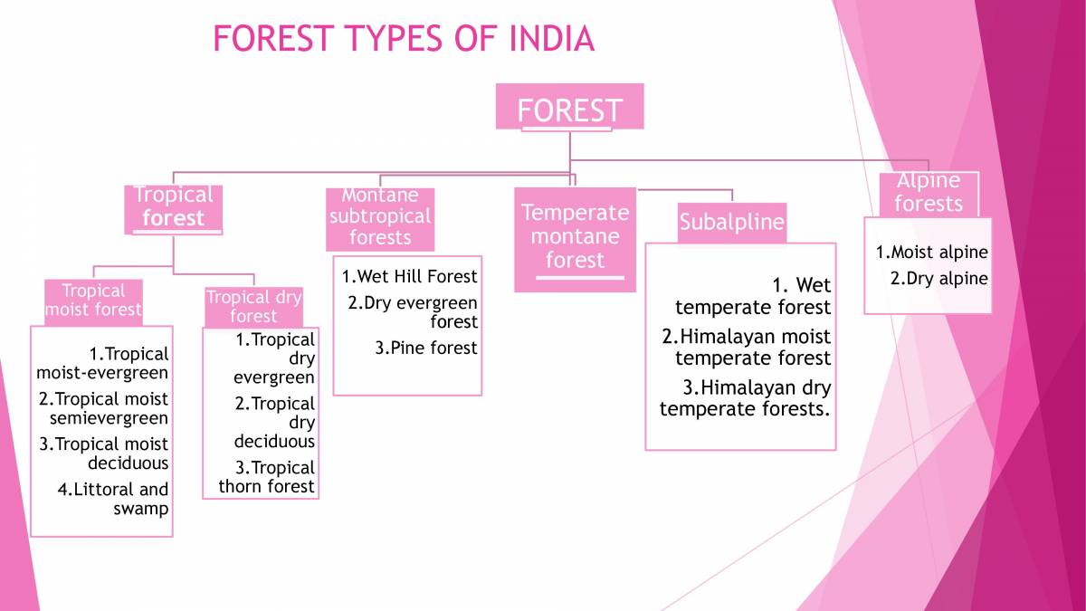 Forest Of India - PowerPoint Slides - LearnPick India