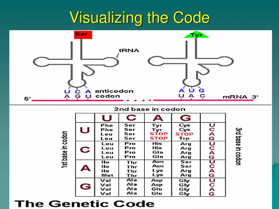 Gene Code - PowerPoint Slides - LearnPick India