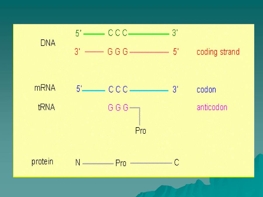 Gene Code - PowerPoint Slides - LearnPick India