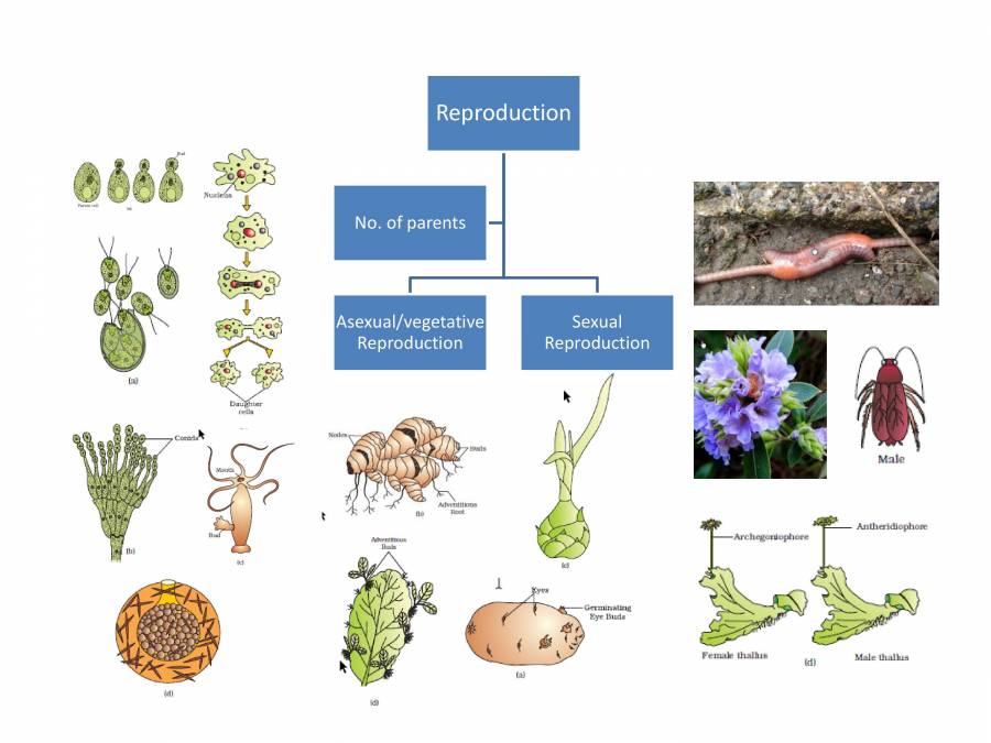 Class 12th Biology, CBSE Chapter 1 (Reproduction In Organisms ...