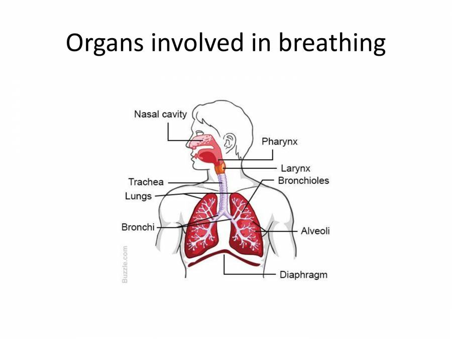 Respiration For Class - 8 - PowerPoint Slides - LearnPick India