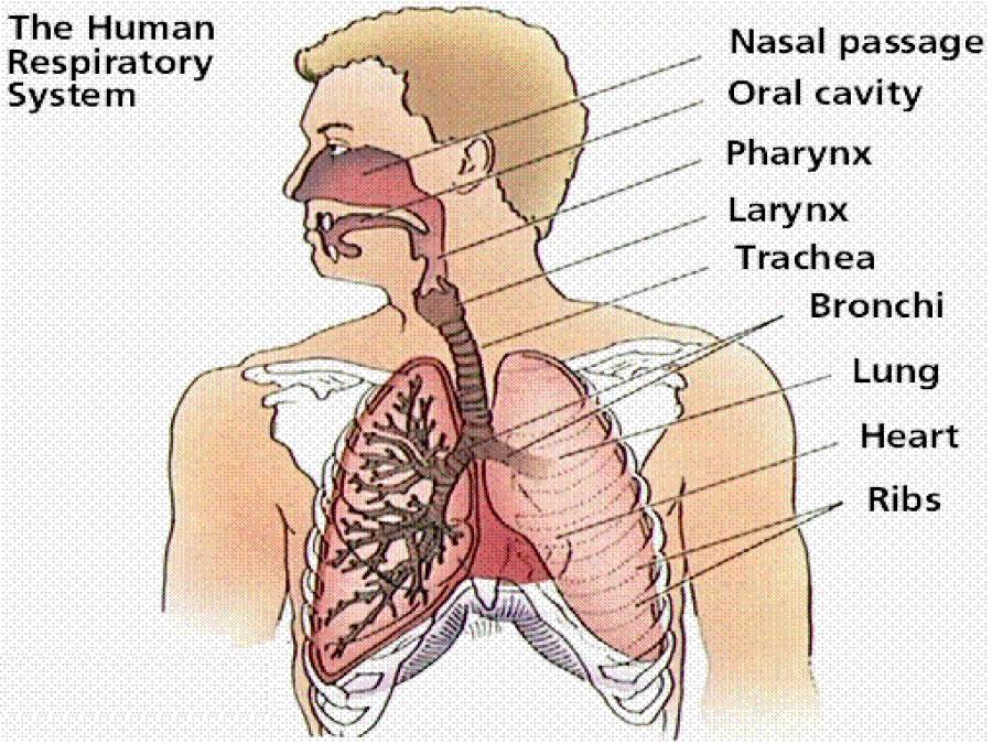 Respiration For Class - 8 - PowerPoint Slides - LearnPick India
