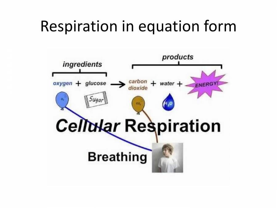 Respiration For Class - 8 - PowerPoint Slides - LearnPick India