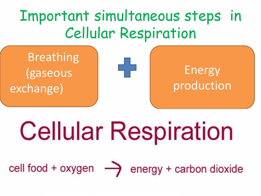 Respiration For Class - 8 - PowerPoint Slides - LearnPick India