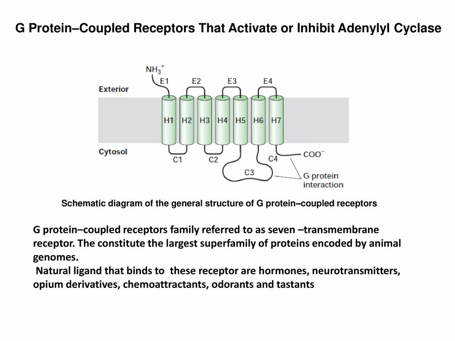 G-Protein Drived Cell Signalling - PowerPoint Slides - LearnPick India