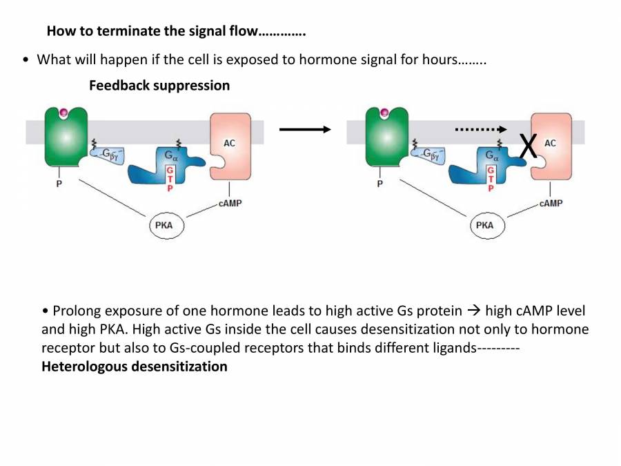 G-Protein Drived Cell Signalling - PowerPoint Slides - LearnPick India