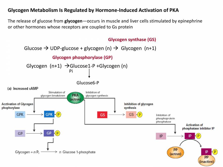 G-Protein Drived Cell Signalling - PowerPoint Slides - LearnPick India