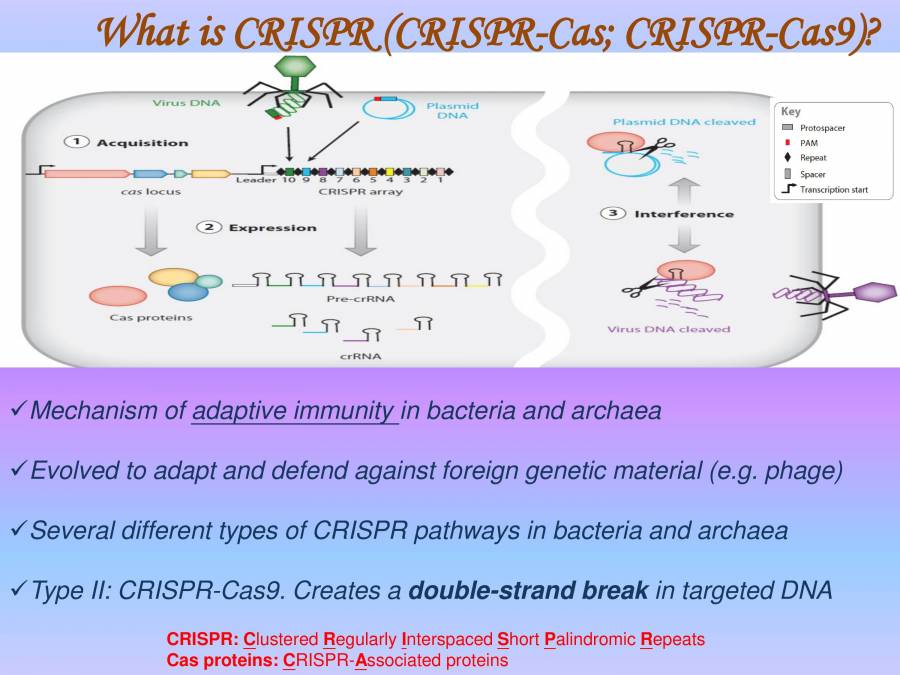 Gene Editing - PowerPoint Slides - LearnPick India