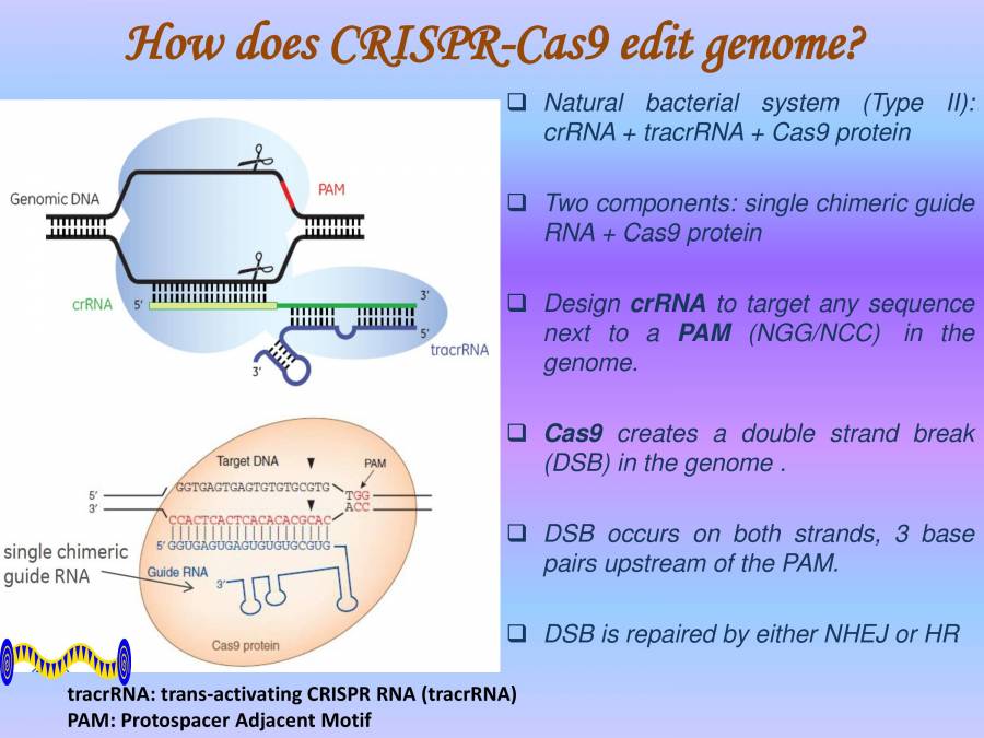 Gene Editing - PowerPoint Slides - LearnPick India