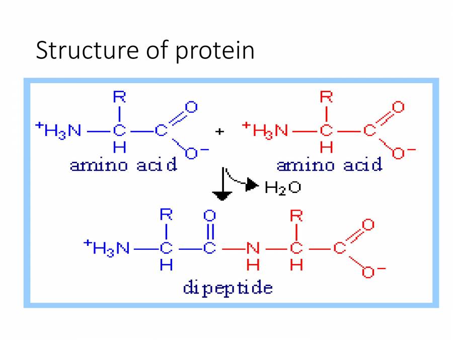 Biochemistry Of Cells - 11th - PowerPoint Slides - LearnPick India