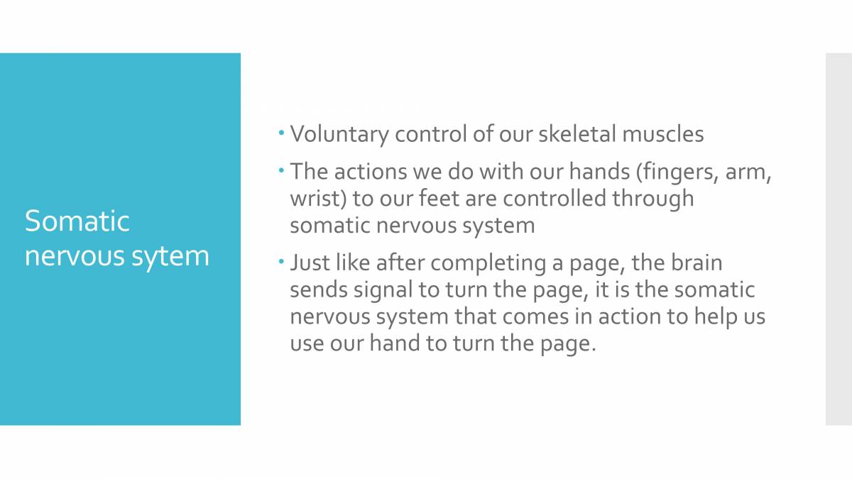 Nervous System - PowerPoint Slides - LearnPick India