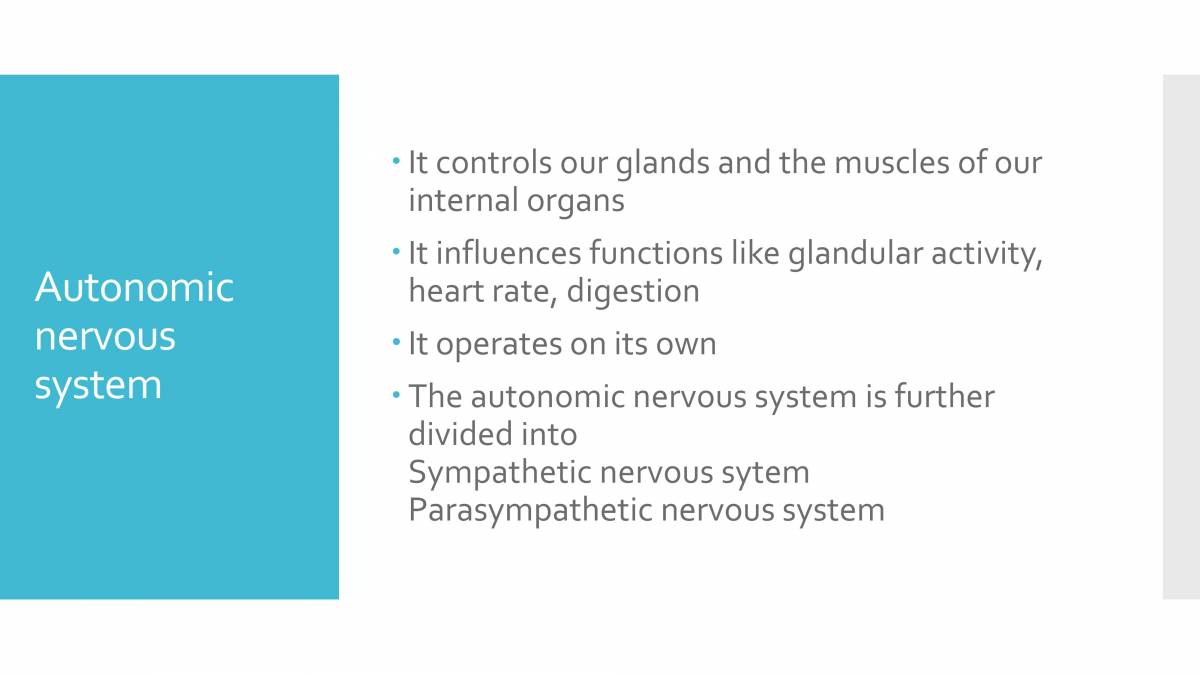 Nervous System - PowerPoint Slides - LearnPick India