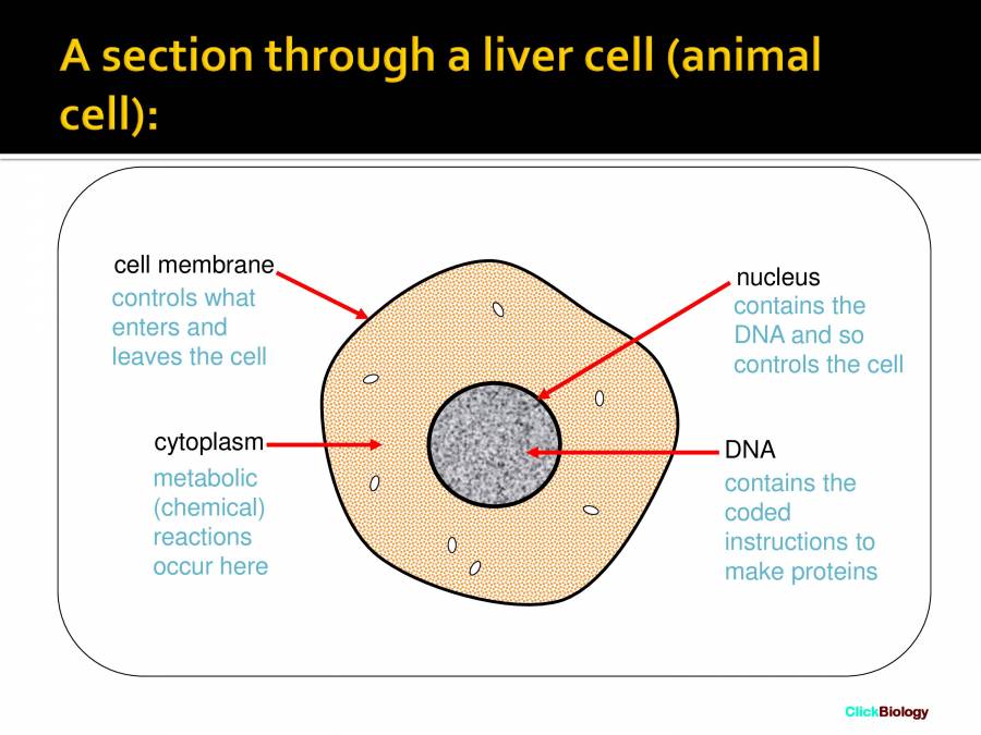 Animal Liver Cell