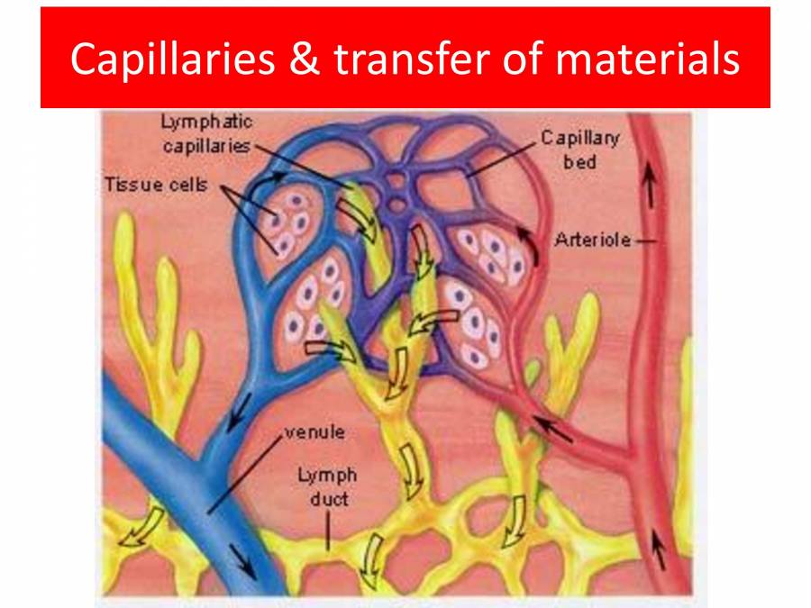 Heart And Its Role In Ciruclation - PowerPoint Slides - LearnPick India