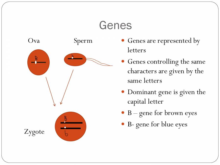 Human Reproduction - PowerPoint Slides - LearnPick India